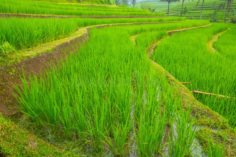 Young Rice Sprouts in the Terraced Fields of Java Island Stock Image ...