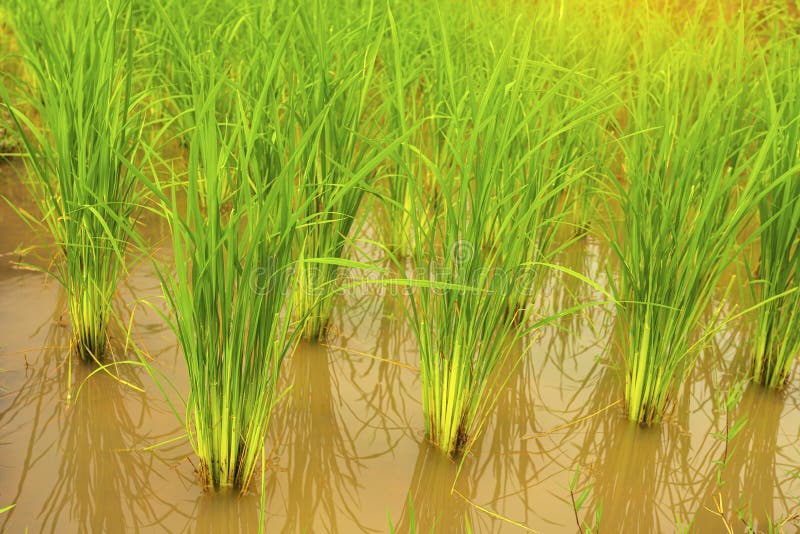 Young Rice Tree on Paddy Field Stock Image - Image of nature, field ...