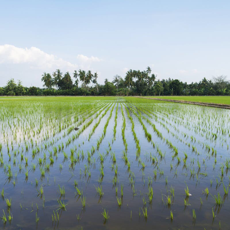 Young rice cultivate . stock image. Image of flora, natural - 25675207