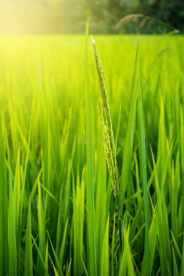 Young rice stock image. Image of harvest, nature, yellow - 101631703