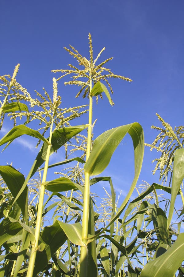 Young Ripening Maize stock photo. Image of leaf, stalk - 74014230