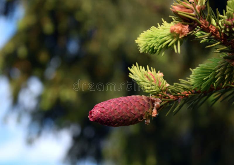 Young, Ripening Red Cone of a Coniferous Tree. Blurred Trees in the ...