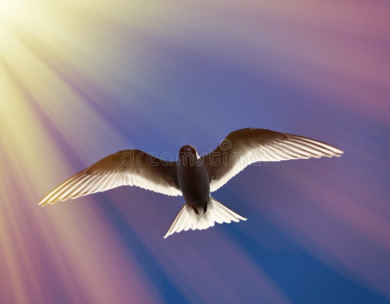 Young River Tern (Sterna Hirundo) Flying Stock Image - Image of gull, flying: 120310907