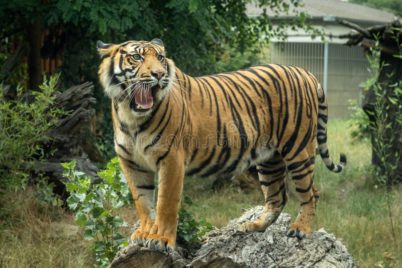 A Young Roaring Bengal Tiger Standing on a Tree Trunk. Stock Photo ...