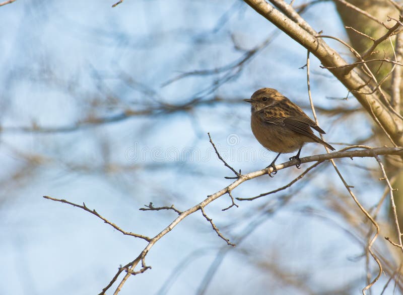 A young Robin stock image. Image of passerine, hopping - 17478441