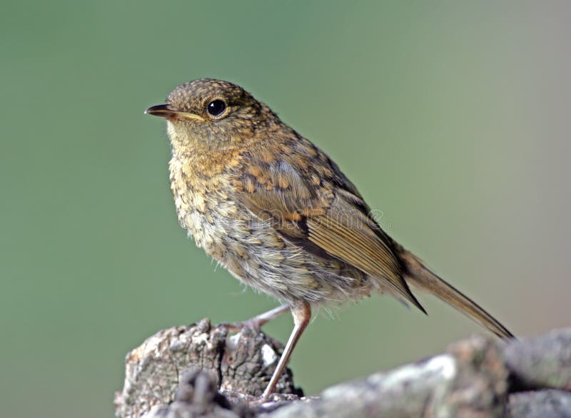 Young Robin stock photo. Image of song, mottled, garden - 8480630