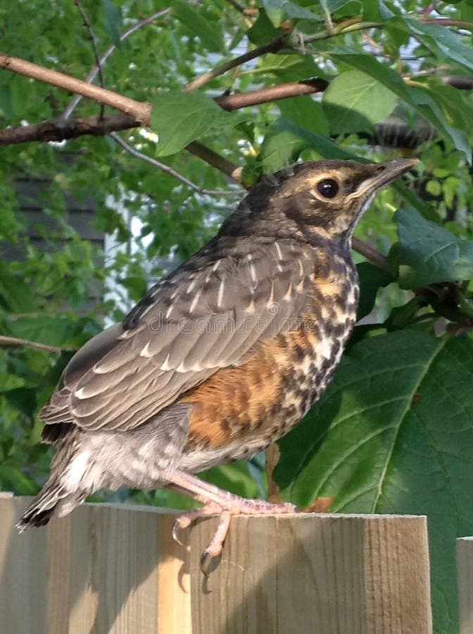 Young Robin stock photo. Image of ontario, young, learning - 59853668