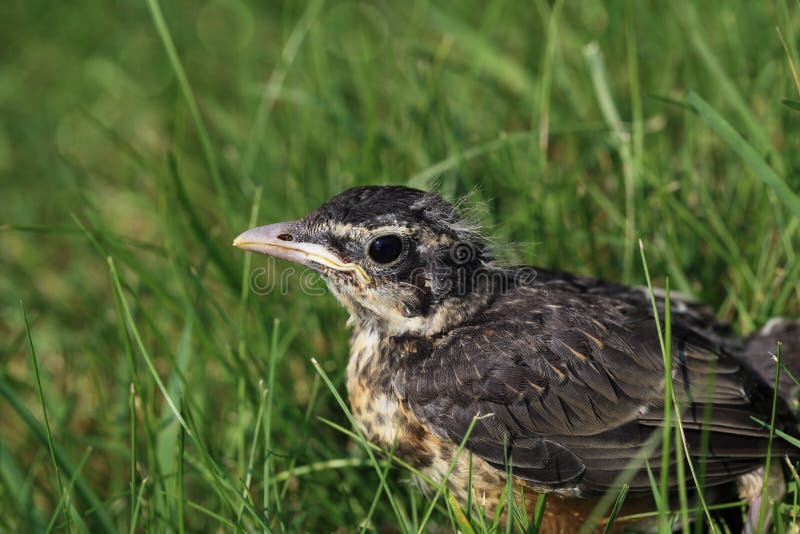 Young Robin stock image. Image of alone, wild, found - 46323997