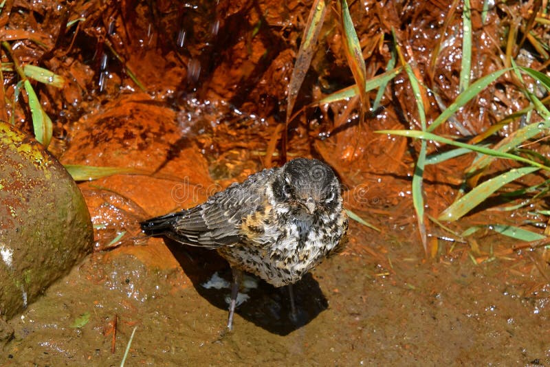 Fledgling Robin Cooling Off by a Well of Flowing Water Stock Image ...