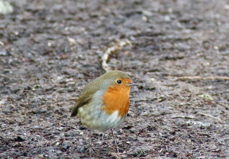 A young robin in close-up stock photo. Image of yong - 267345346