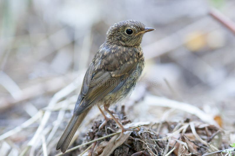 Young Robin (Erithacus Rubecula).Wild Bird in a Natural Habitat. Stock ...