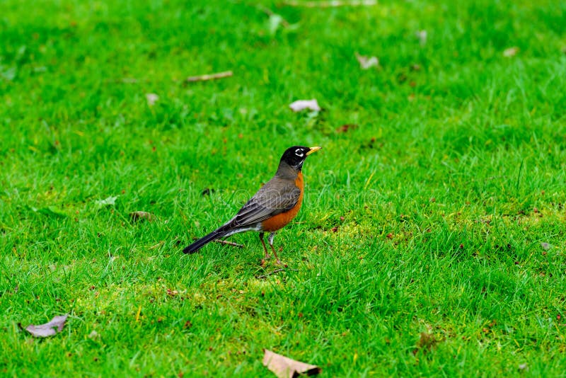Young Robin in the grass stock image. Image of park, vivid - 51561103