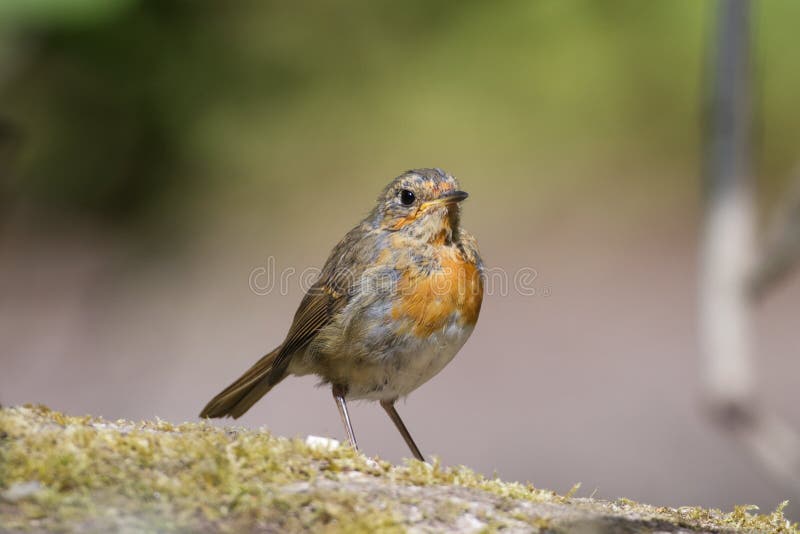 Young Robin Fledgling Looking at You Stock Image - Image of small, bird ...