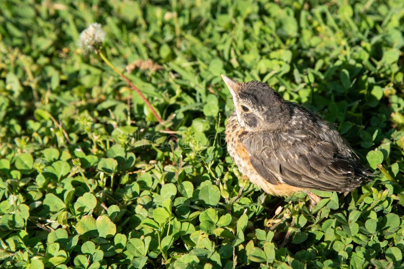 Young, Robin in a Patch of Clover. Stock Image - Image of wild, bird ...