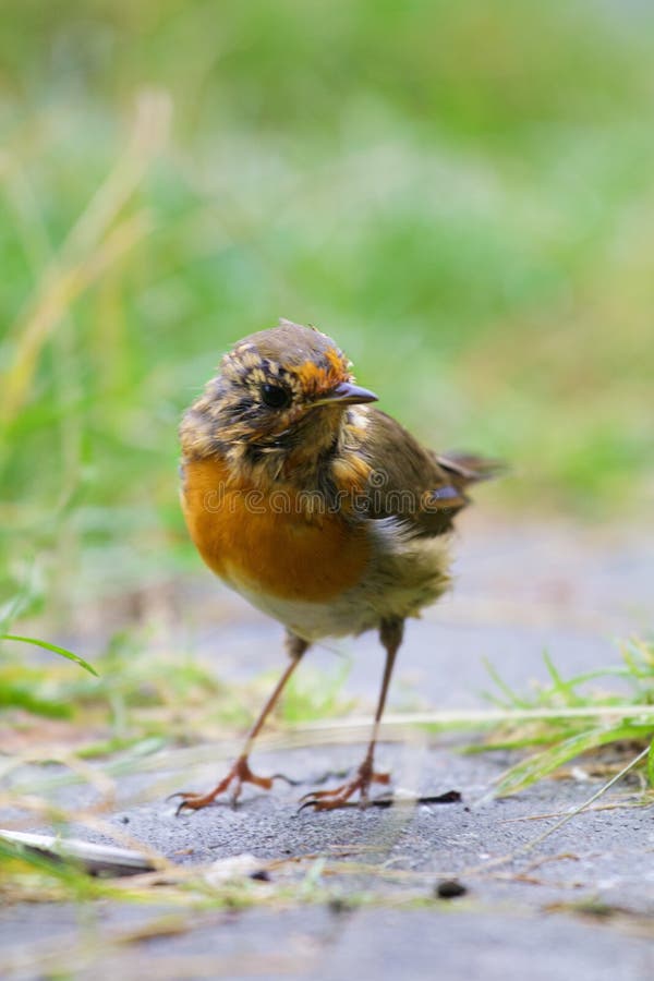Young Robin Redbreast in the Summer Stock Image - Image of wildlife ...