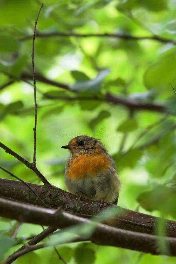 A Young Robin Redbreast in the Summer Time Stock Image - Image of ...