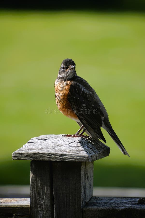 Young Robin Resting on a Post. Stock Photo - Image of feather, land ...
