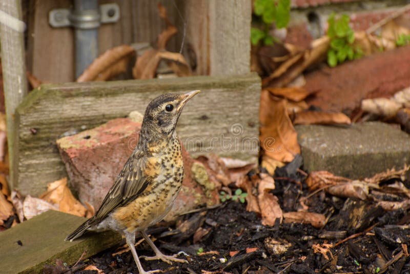 Young Robin stock photo. Image of bird, speckled, chest - 55320752
