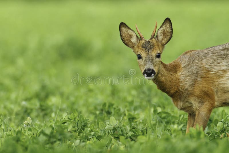 Young Roe Buck in Clover Meadow Stock Image - Image of kneeling ...