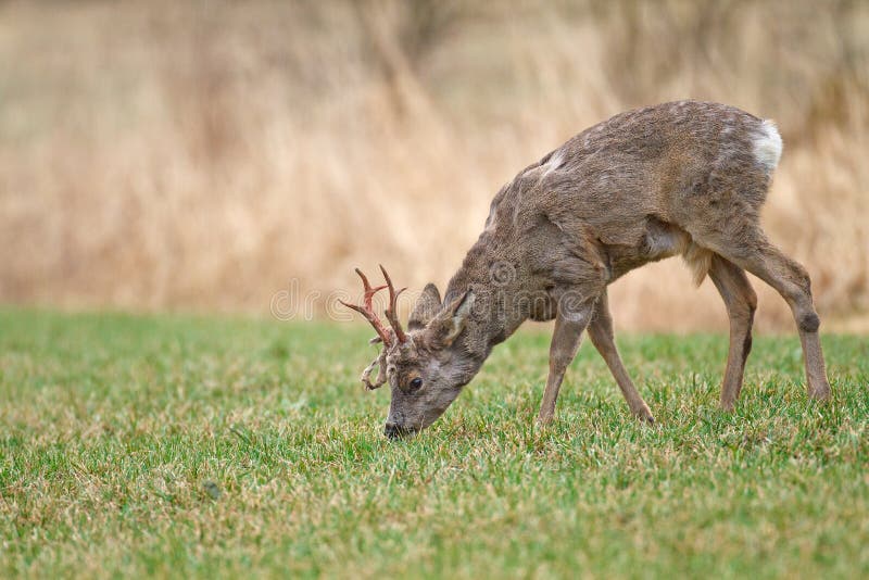 Roe deer buck stock image. Image of cress, grazing, kneeling - 26243063