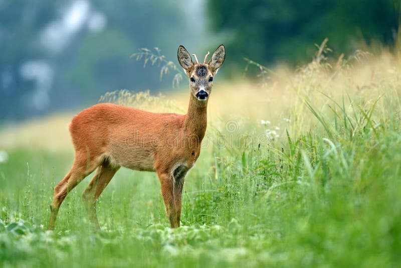 Young Roe Buck Standing in a Field Stock Photo - Image of brown ...