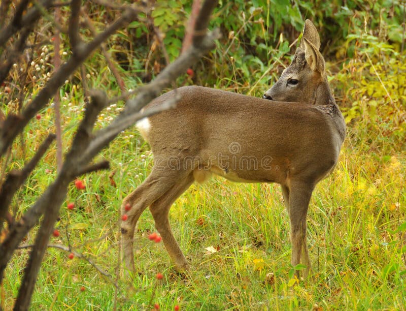 Young Roe Deer stock image. Image of woods, male, wary - 16466433