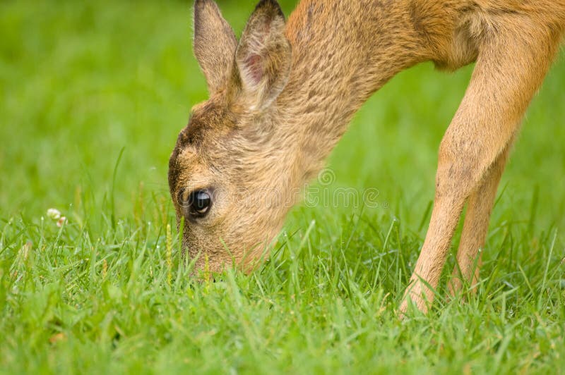 Young Roe deer stock image. Image of nose, field, capreolus - 26135583