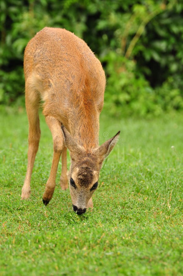 Young Roe deer stock image. Image of animal, forest, deer - 26135647