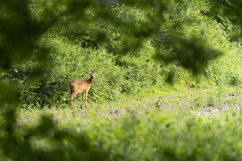 Young Roe Deer, Capreolus Capreolus, and a Small Rabbit Standing and ...