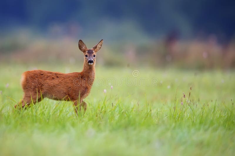 Young Roe Deer in a Clearing Stock Photo - Image of grass, green: 71117808