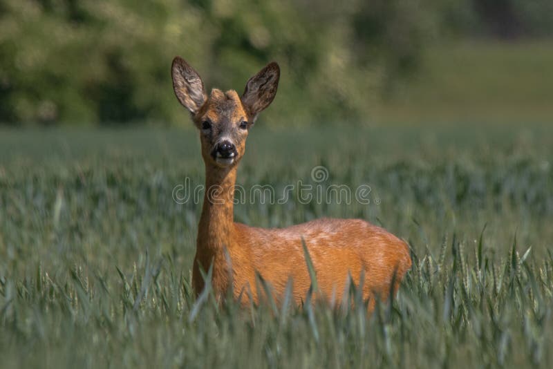 Young Roe Deer in the Green Field Stock Photo - Image of sunny, field ...