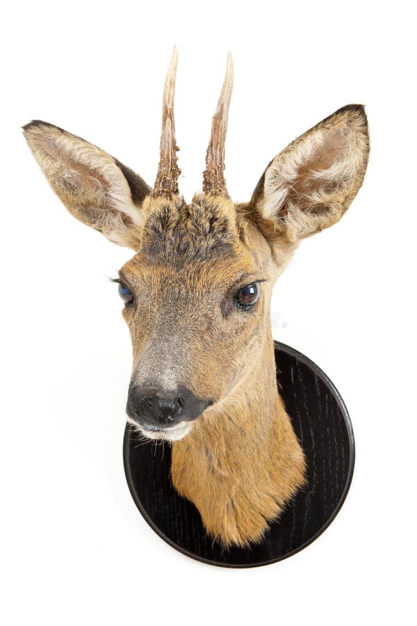 Young roe deer head stock photo. Image of hunting, male - 13550870