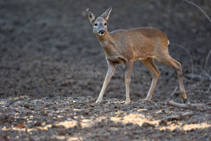 Young roe deer stock photo. Image of nature, outdoor - 169256150