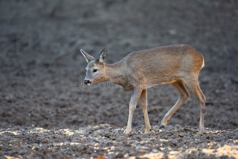 Young roe deer stock photo. Image of fauna, capreolus - 169256182