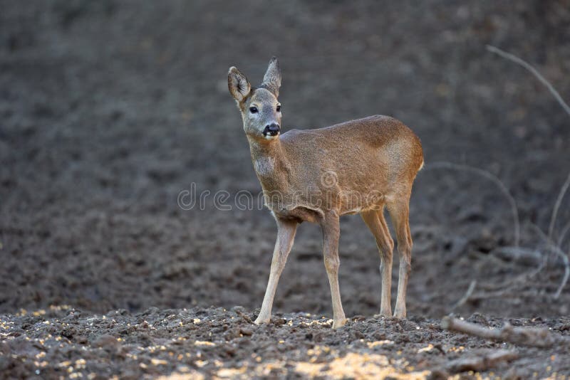 Young roe deer stock photo. Image of european, wildlife - 169256418