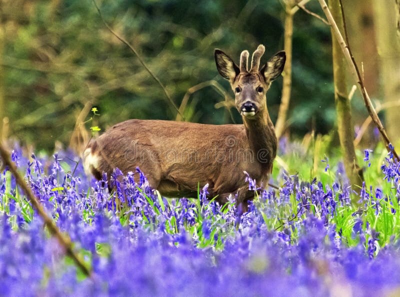 Young Roe Deer Stag in Bluebells Stock Photo - Image of animal ...