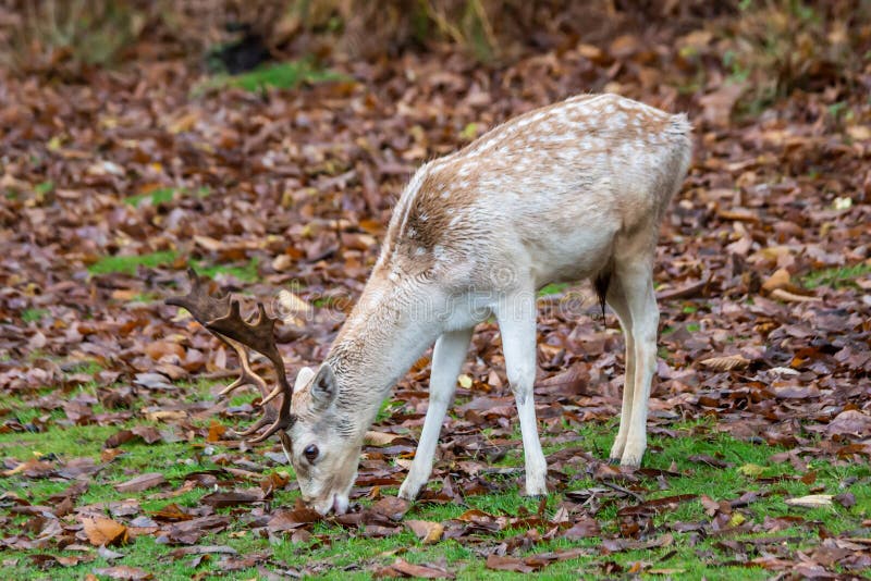 A Young Roe Deer Stag in the Forest, Grazing on Grass Stock Photo ...