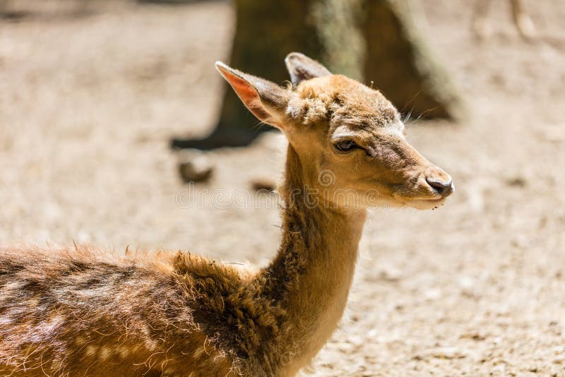 Young roe deer stock photo. Image of creature, young - 73464898