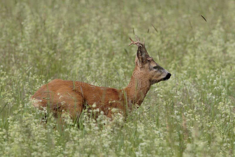 Young Roe in a Dynamic Pose Jumping Over a Meadow Full of White Flowers ...