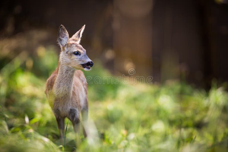 Young Roebuck stock image. Image of chase, wheat, attire - 28162967