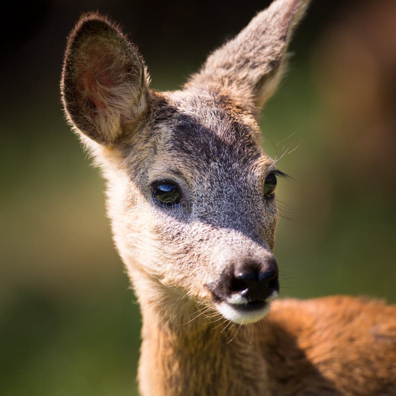 Young Roebuck stock photo. Image of ears, cleave, dominant - 28162968