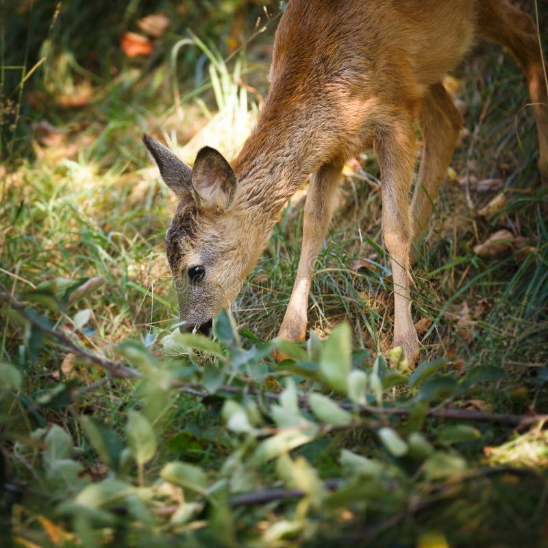 Young Roebuck stock photo. Image of scalp, autumn, wild - 28162976