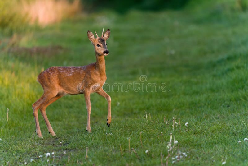 Young Roebuck Crosses a Grassy Forest Path Stock Photo - Image of ears ...
