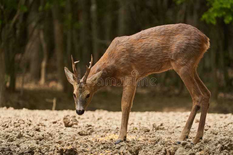 Young Roebuck in the Forest Stock Photo - Image of animal, roebuck ...