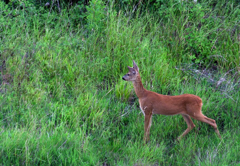 Young Roebuck in grass stock image. Image of mammalia - 26176553