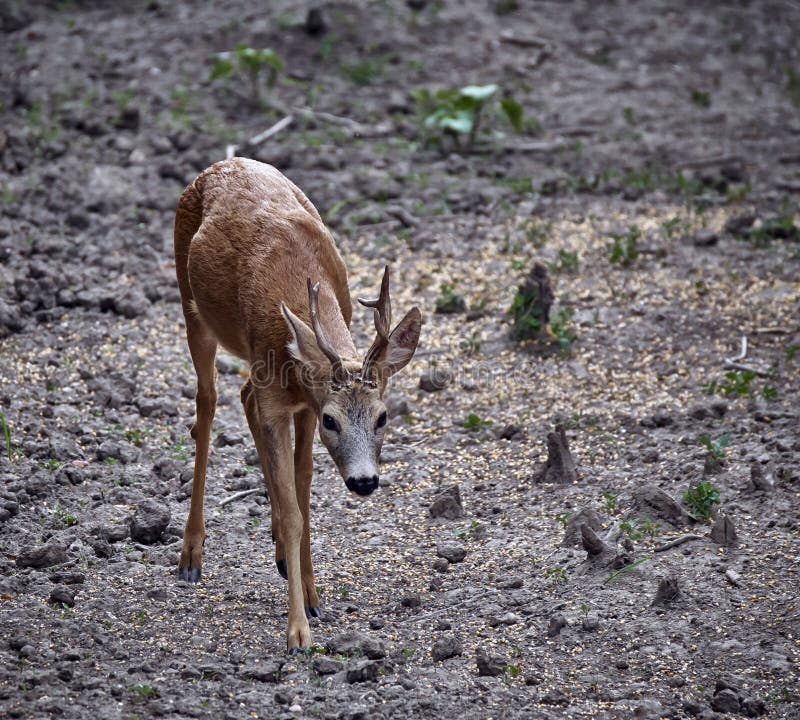Young roebuck male stock image. Image of orange, capreolus - 95533823