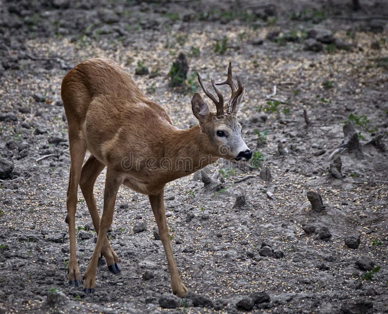 Young roebuck male stock photo. Image of male, orange - 95533846