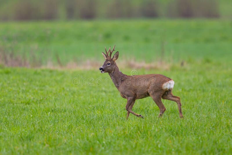 Young Roebuck Standing in Meadow Stock Image - Image of wildlife ... Young Roebuck Standing in Meadow Stock Image - Image of wildlife ...