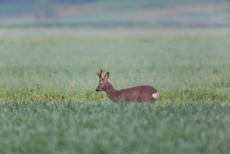 Young Roebuck Standing in Meadow Stock Image - Image of lawn, mammal ...