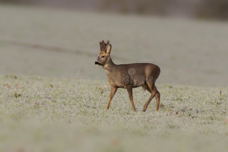 One Young Roebuck Stands on a Frozen Field in Winter Stock Image ...